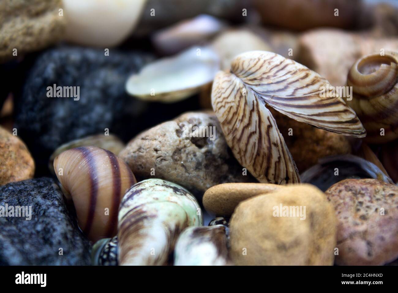 Sea theme, seashells and stones - texture and background Stock Photo ...