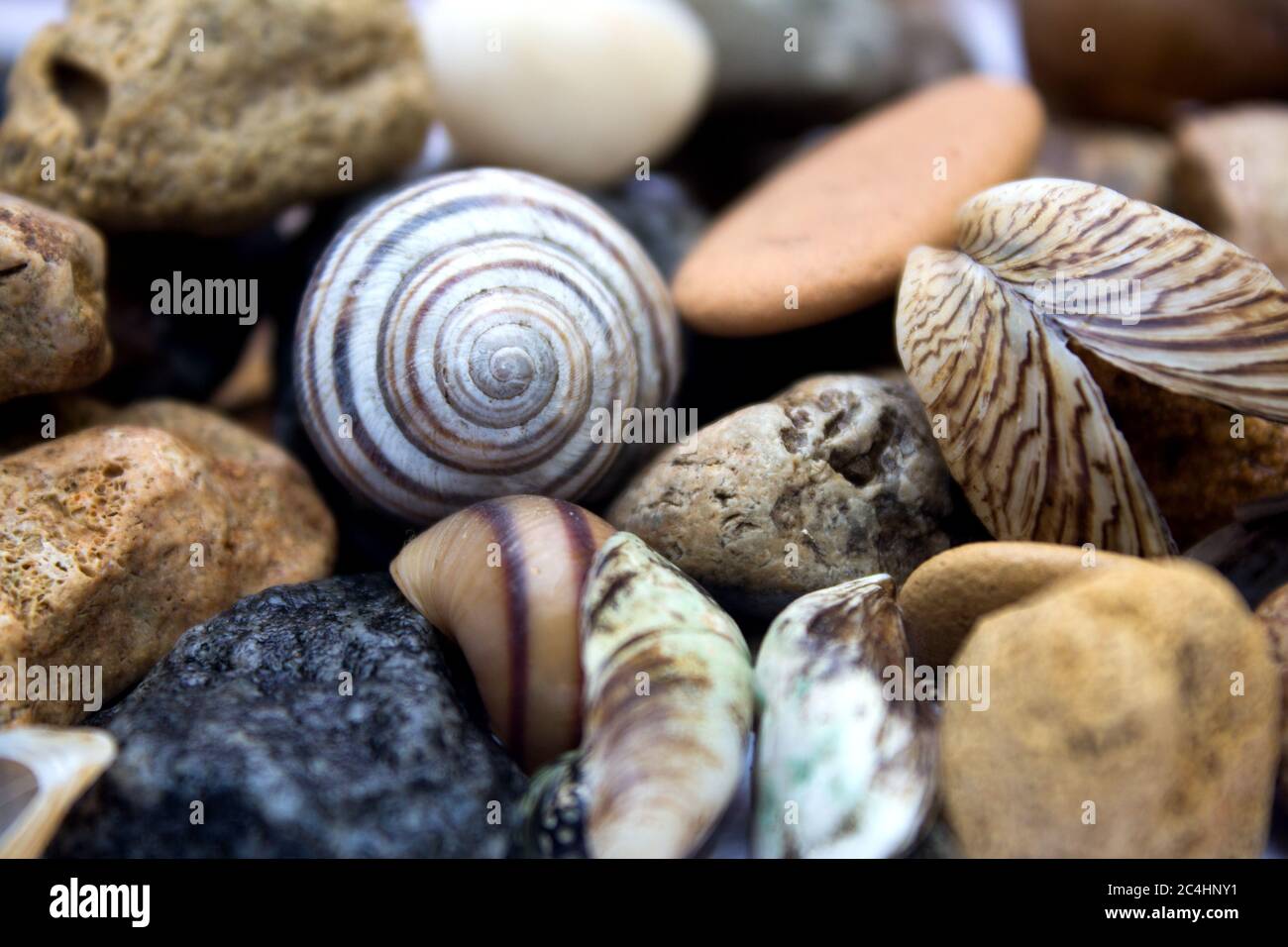 Sea theme, seashells and stones - texture and background Stock Photo ...