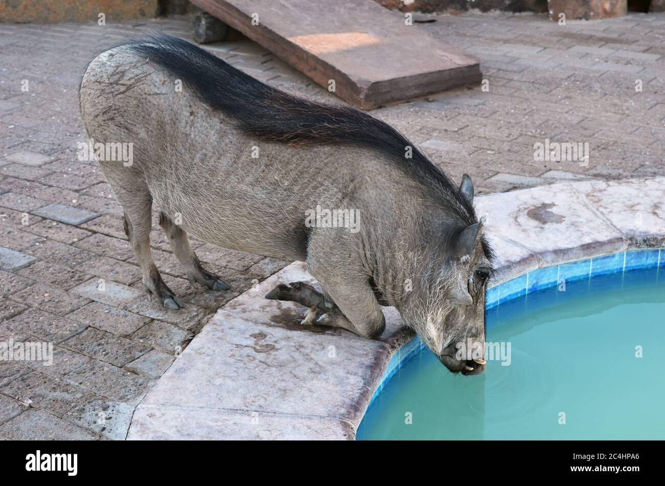 Warthog drinking water from the swimming pool at the lodge in Namibia ...