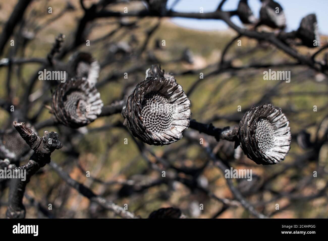 Fynbos after fire hi-res stock photography and images - Alamy