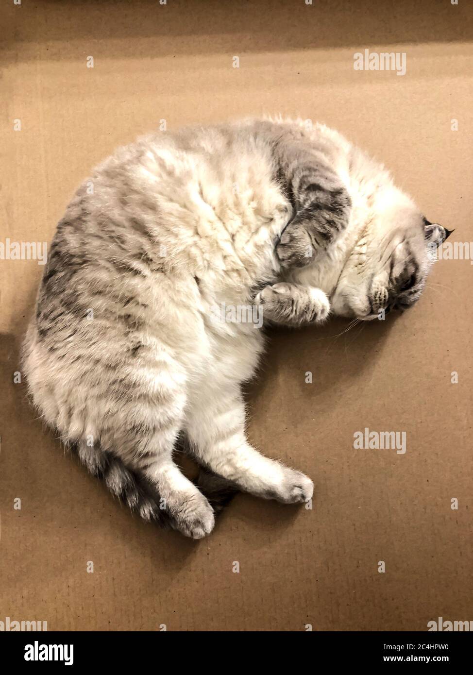 white cat breed Scottish Stock Photo - Alamy