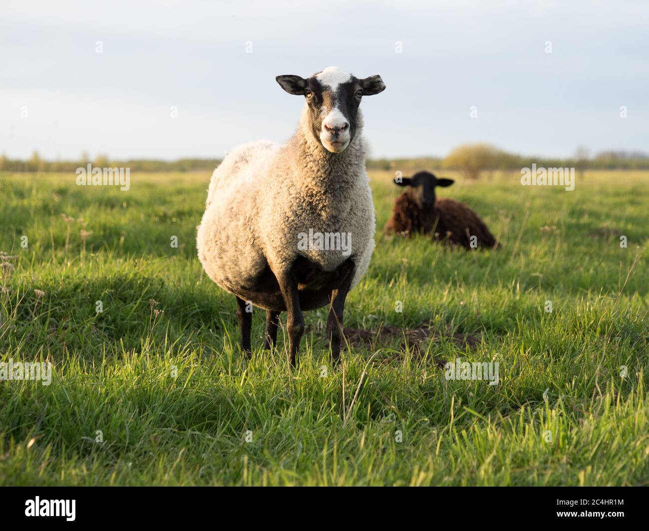 Romanov sheep hi-res stock photography and images - Alamy