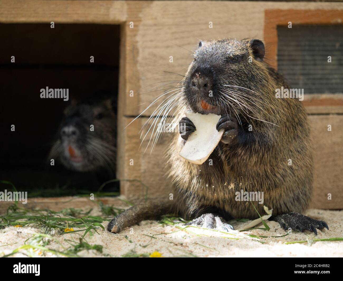 Nutria meat hi-res stock photography and images - Alamy