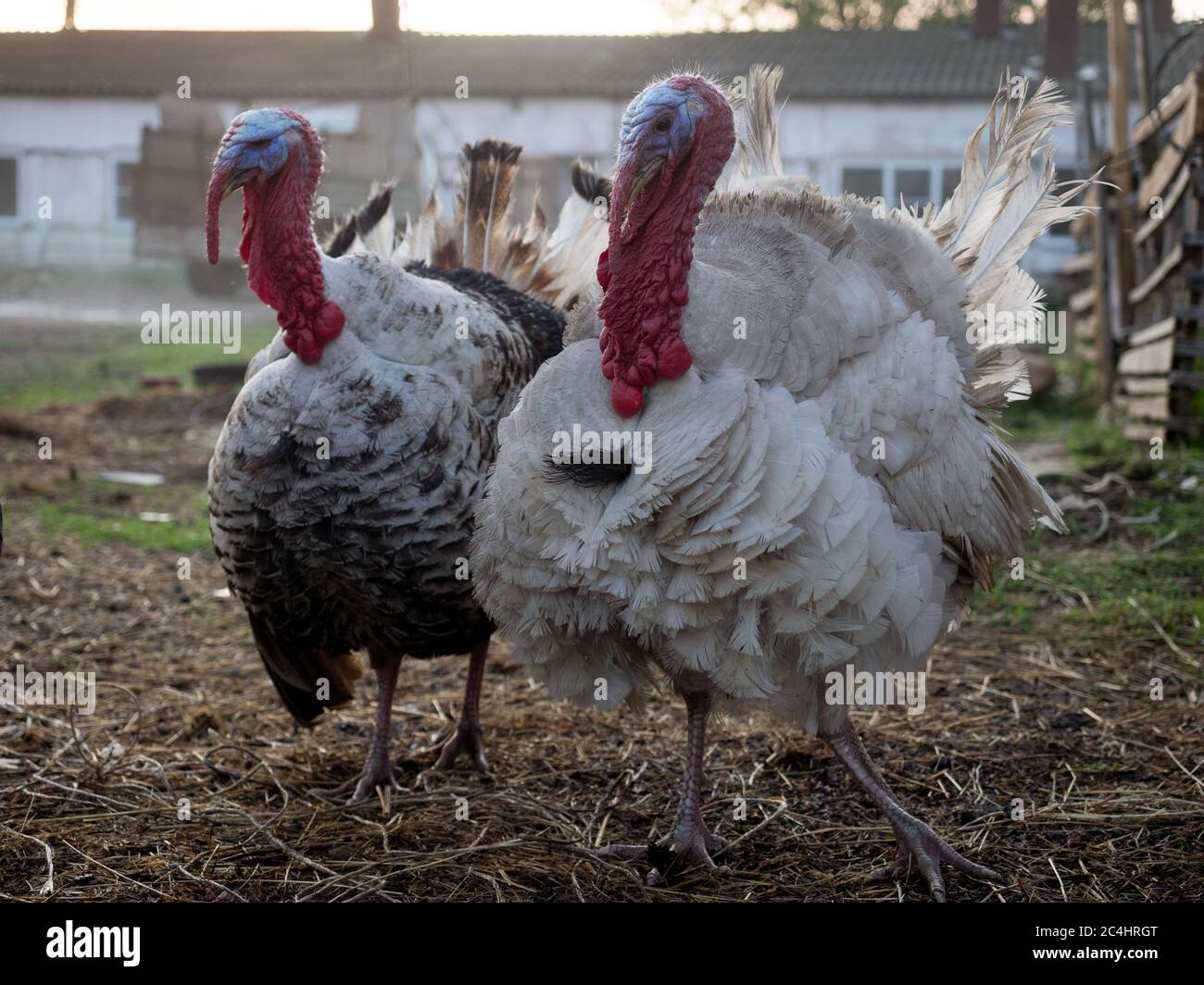 Big and beautiful turkeys in the village farm Stock Photo - Alamy