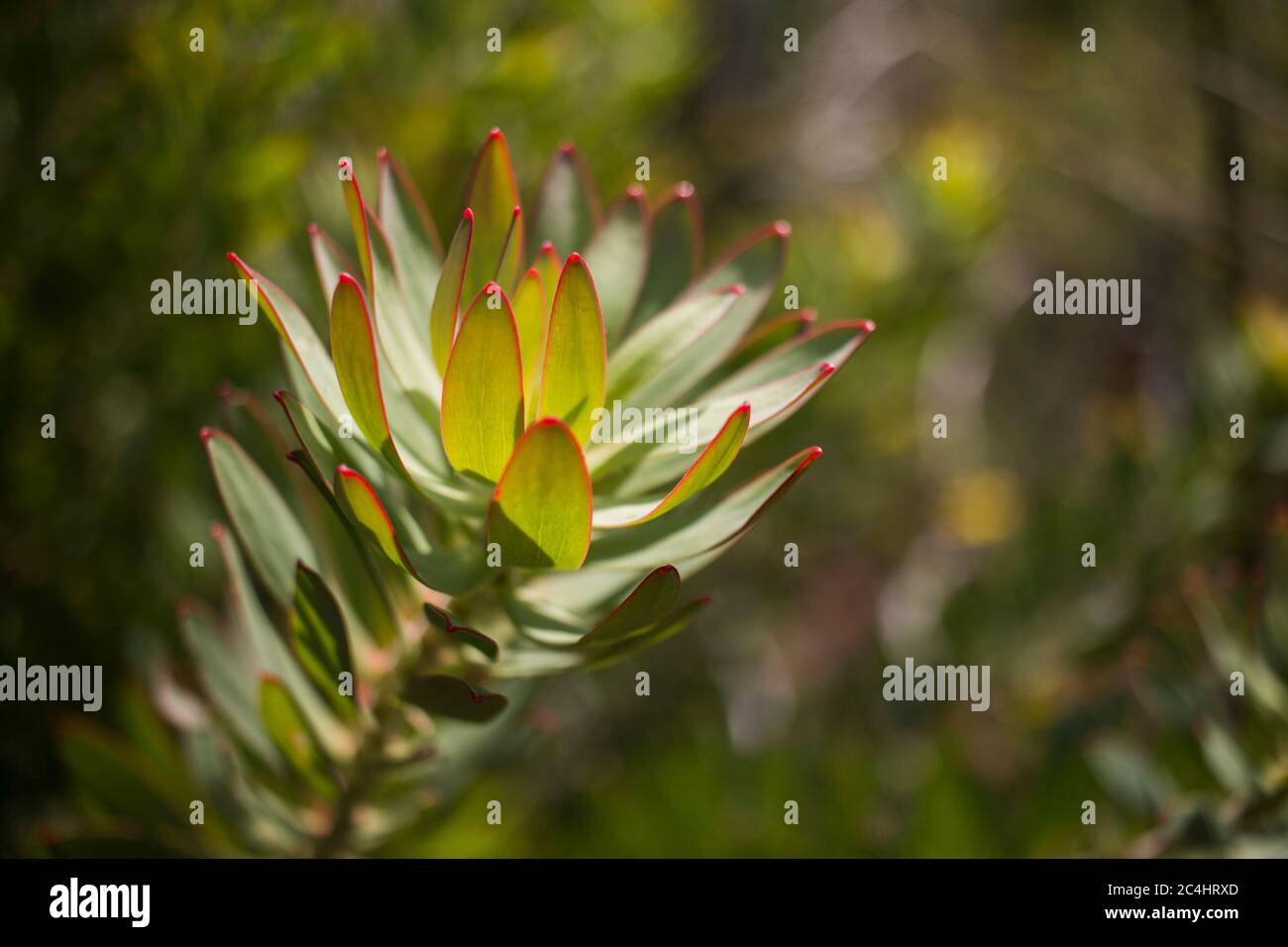 Fynbos Plant Species High Resolution Stock Photography and Images - Alamy