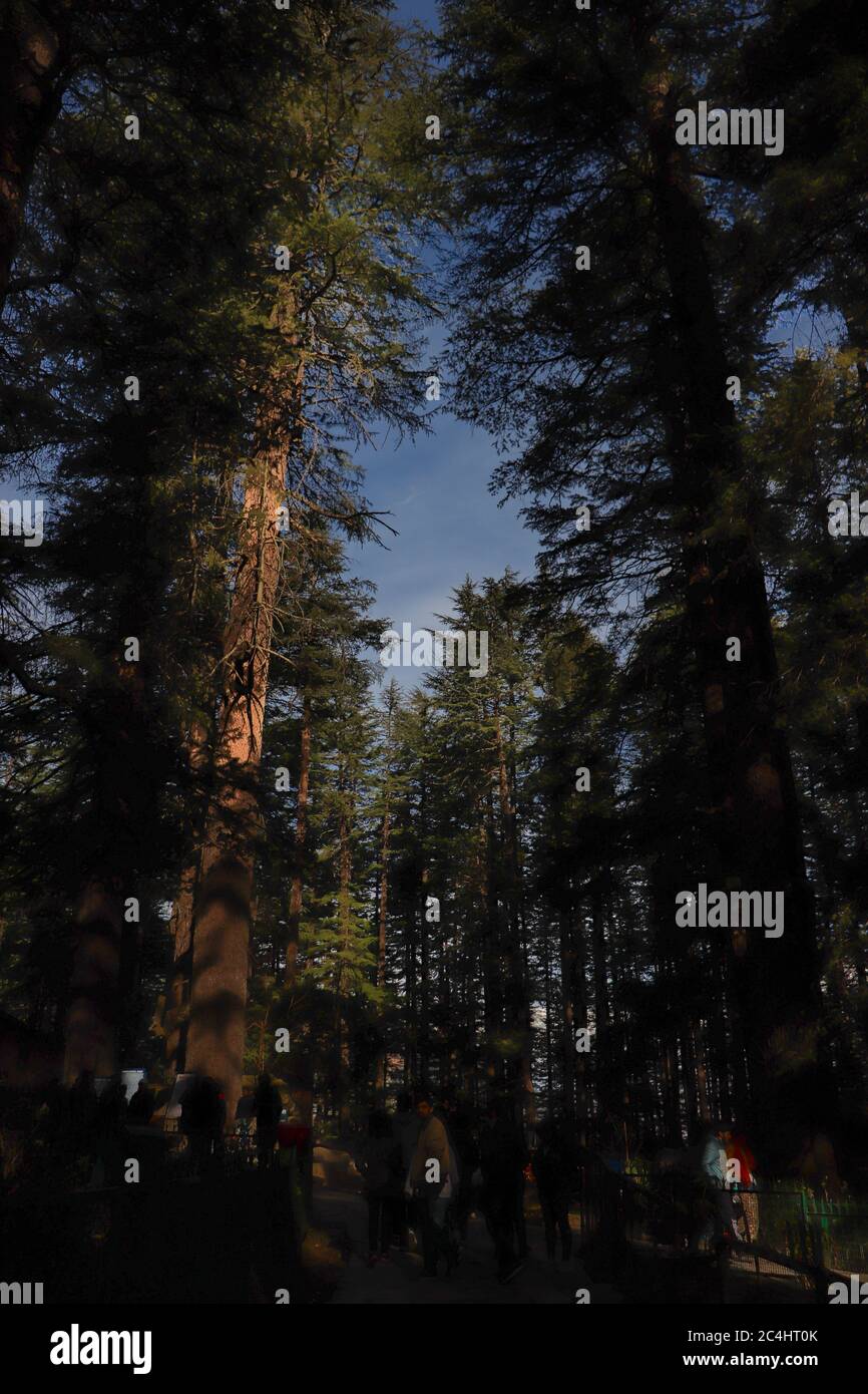 an opening between the top of pine trees from where you can see the sky ...