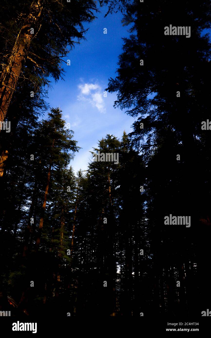 an opening between the top of pine trees from where you can see the sky ...