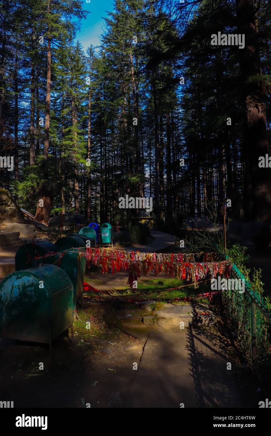 an opening between the top of pine trees from where you can see the sky ...