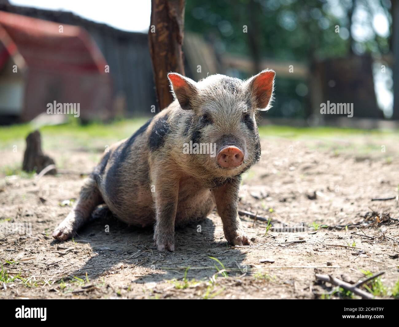 Cute little pig. Portrait of a pig with a pink dirty Piglet Stock Photo ...