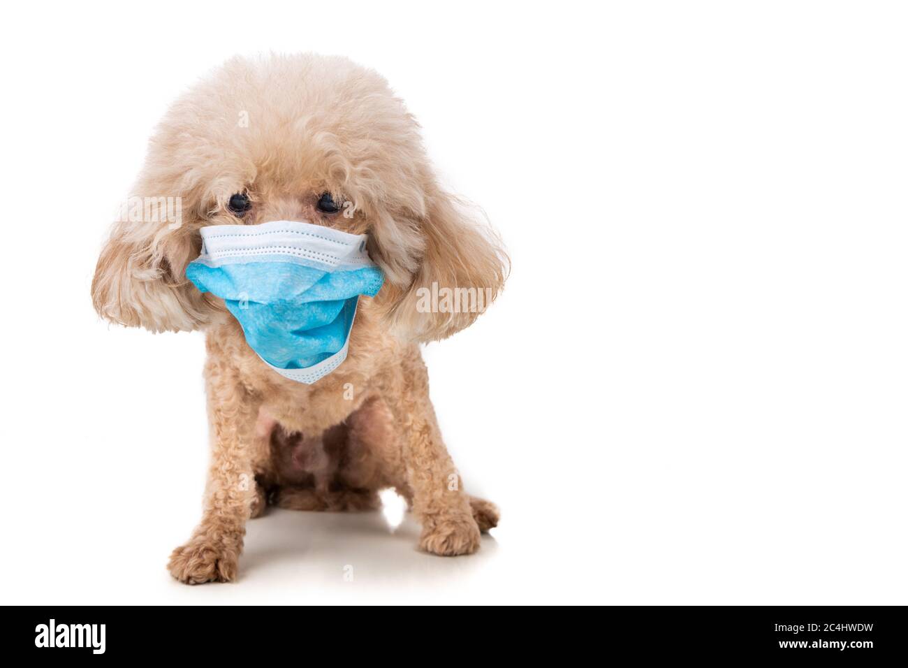 Pet dog poodle with face mask to protect against flu virus against ...