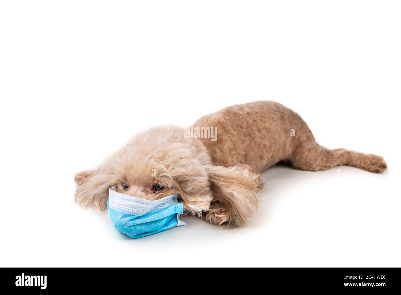 Pet dog poodle with face mask to protect against flu virus against ...