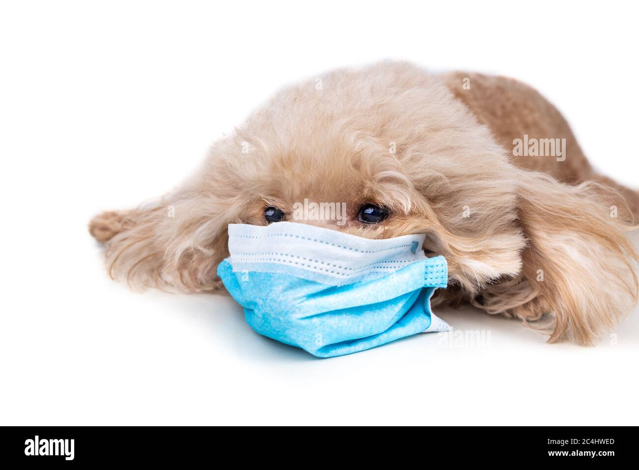 Pet dog poodle with face mask to protect against flu virus against ...