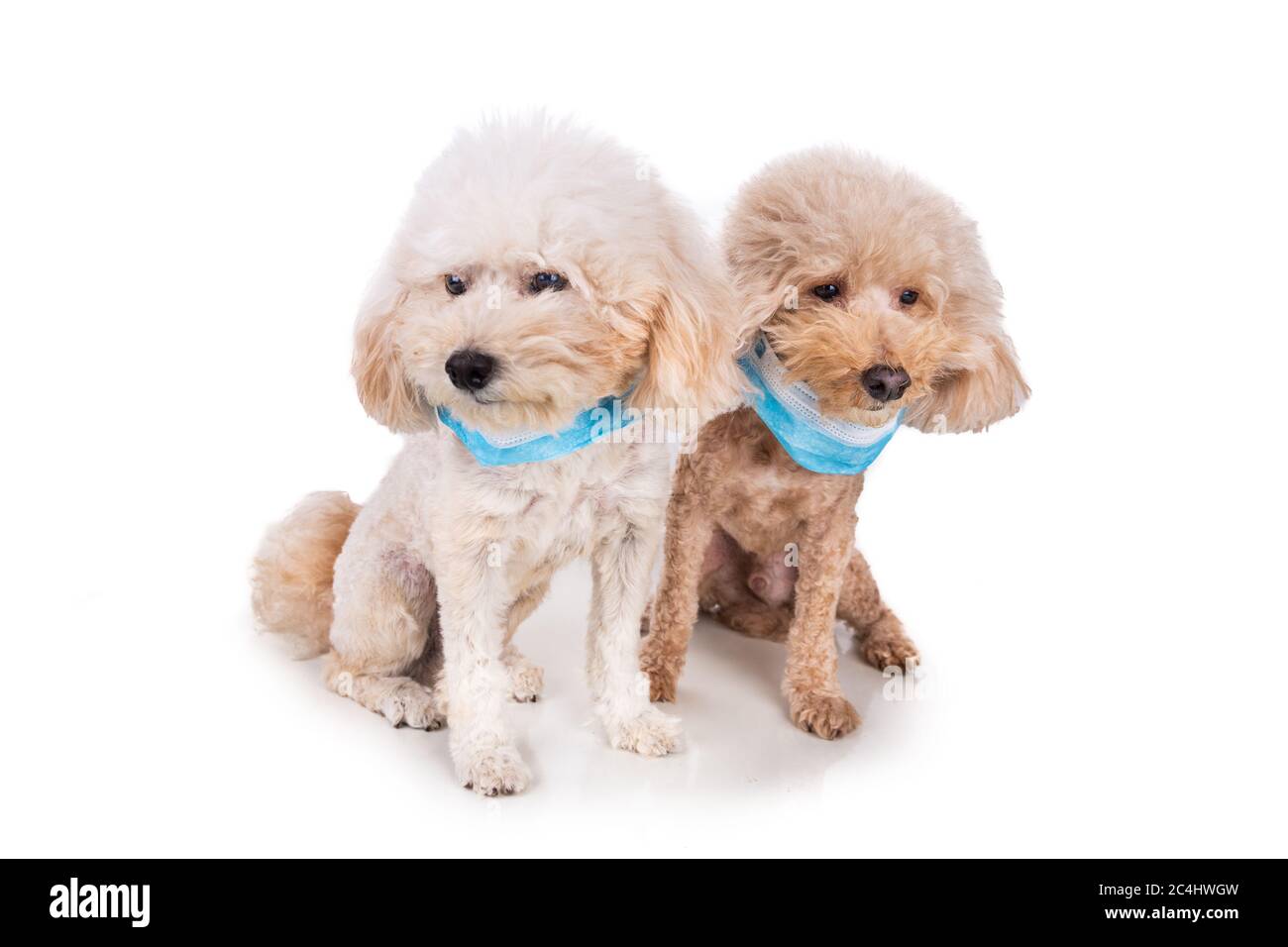 Pet dog poodle with face mask to protect against flu virus against ...