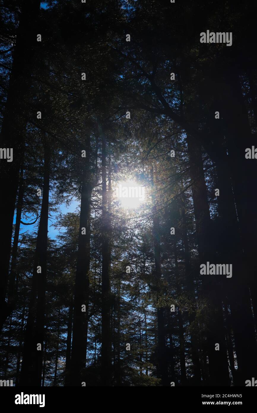 an opening between the top of pine trees from where you can see the sky ...