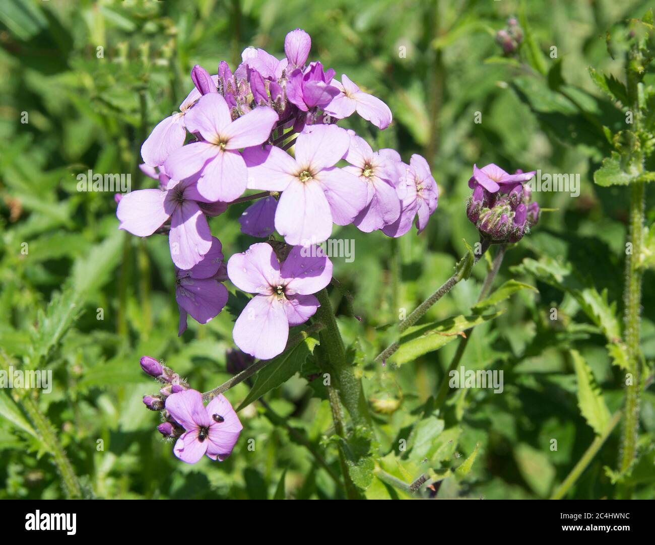 Dame's violet garden hi-res stock photography and images - Alamy