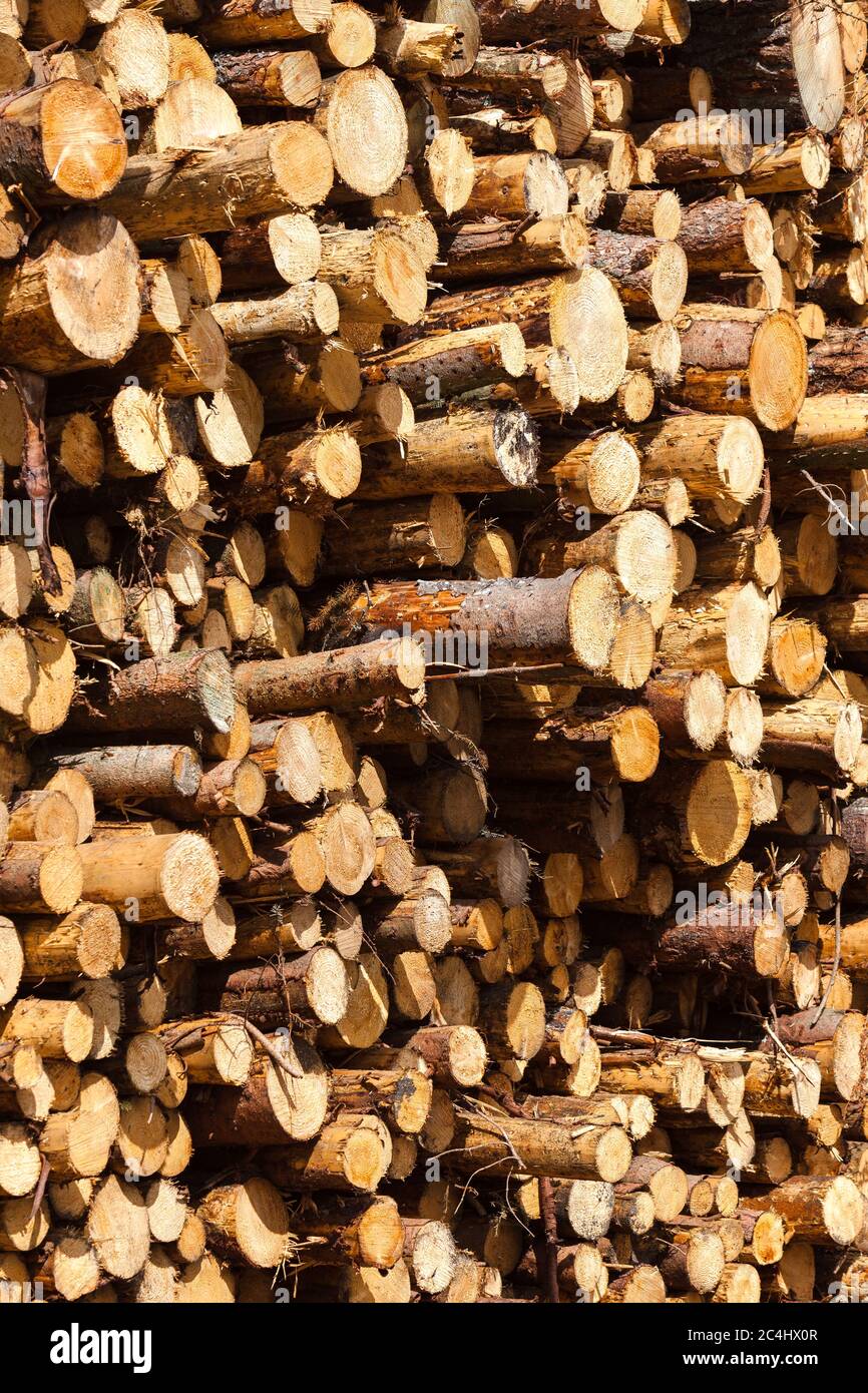 Logging operation on pine plantation hi-res stock photography and ...