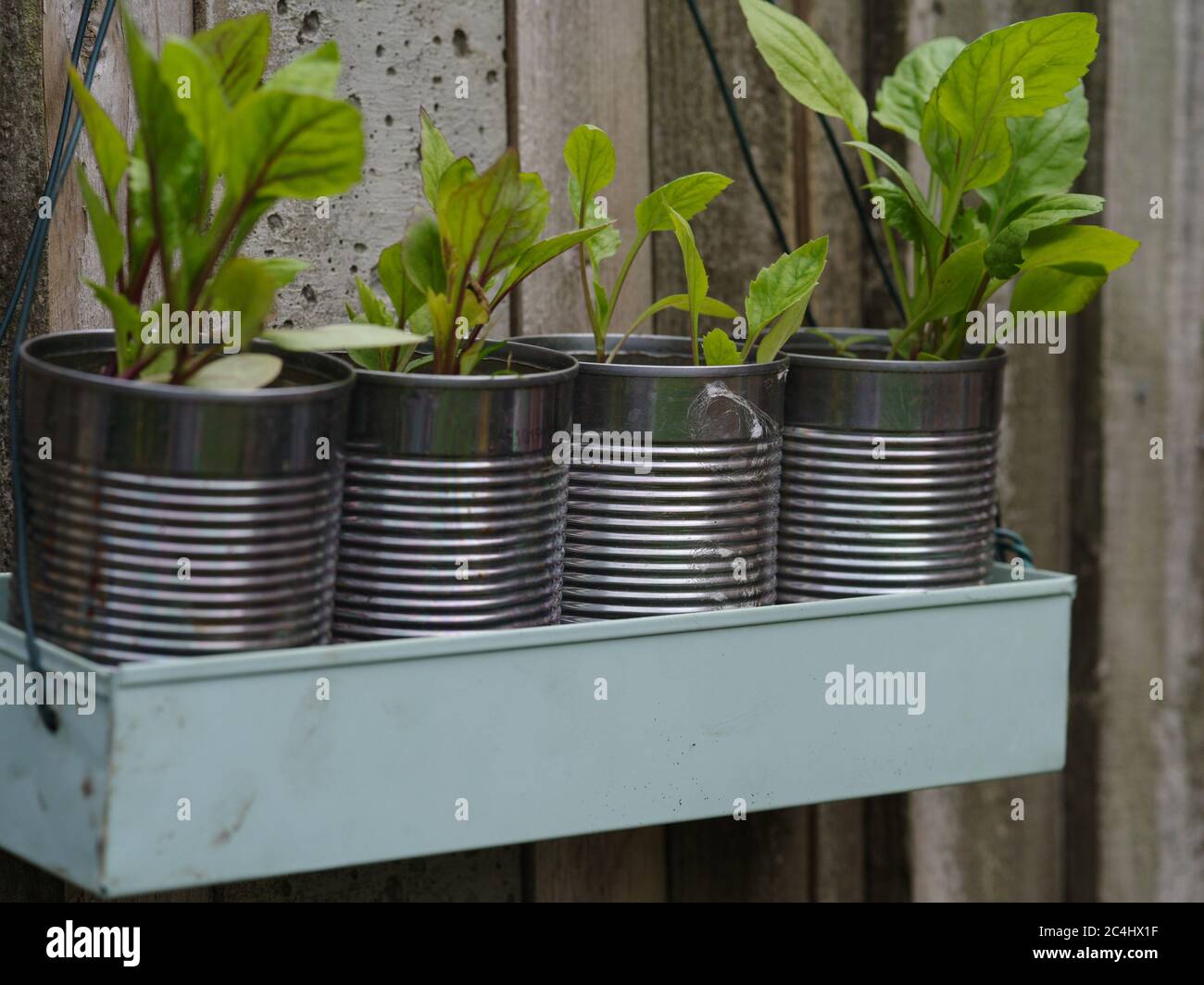 Use tins as plant pots hi-res stock photography and images - Alamy
