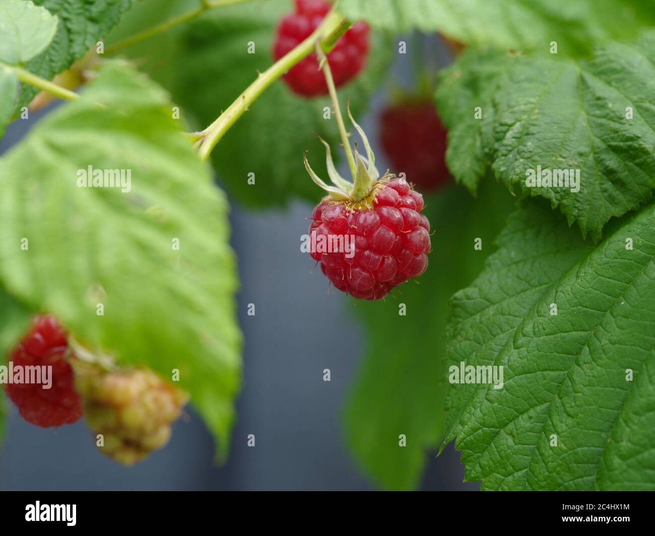 Raspberry fruit plant Stock Photo - Alamy