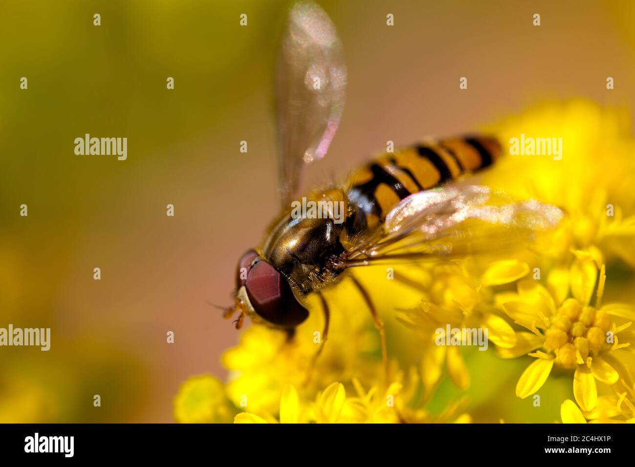 Scottish hoverfly hi-res stock photography and images - Alamy