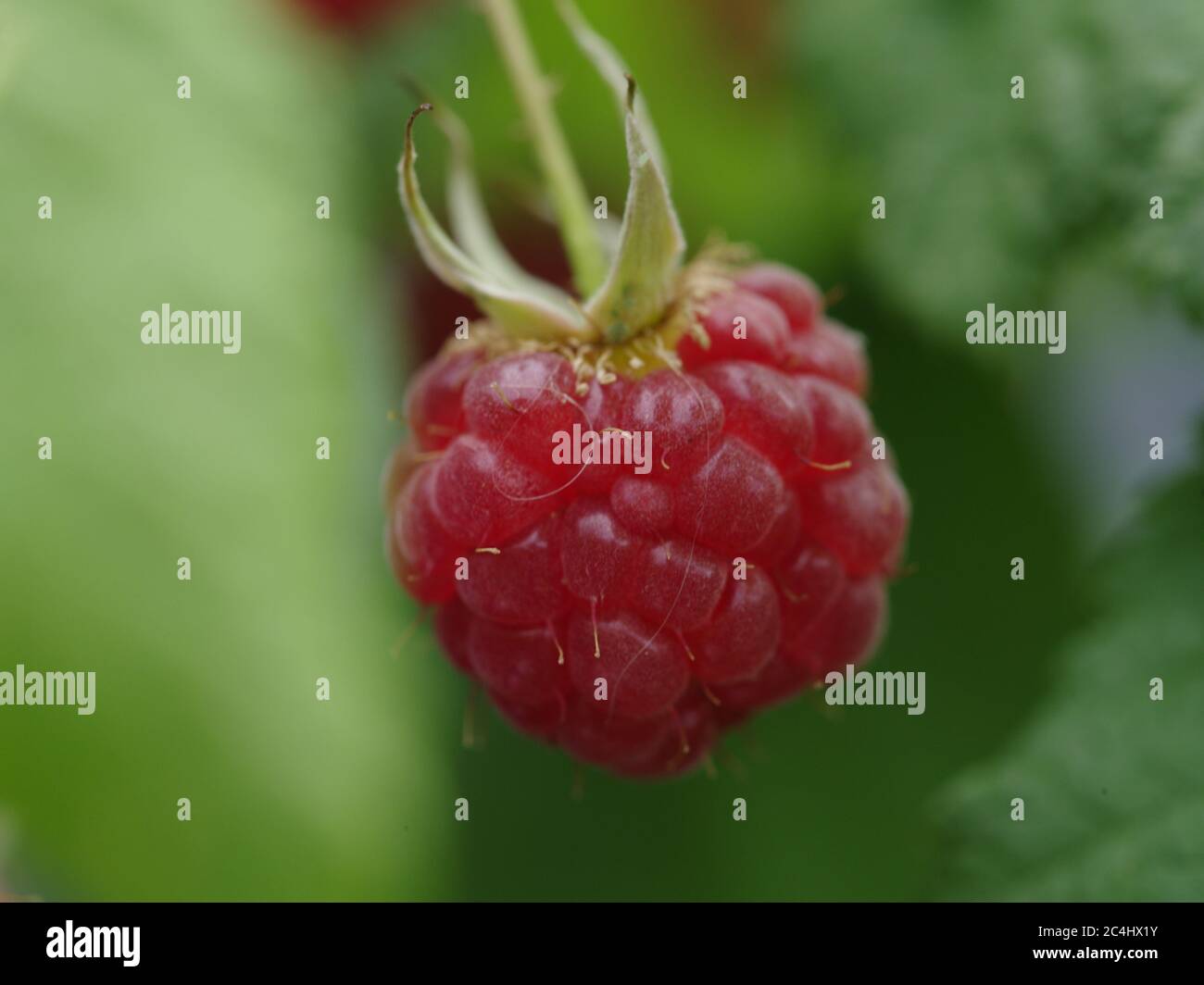 Raspberry fruit plant Stock Photo - Alamy