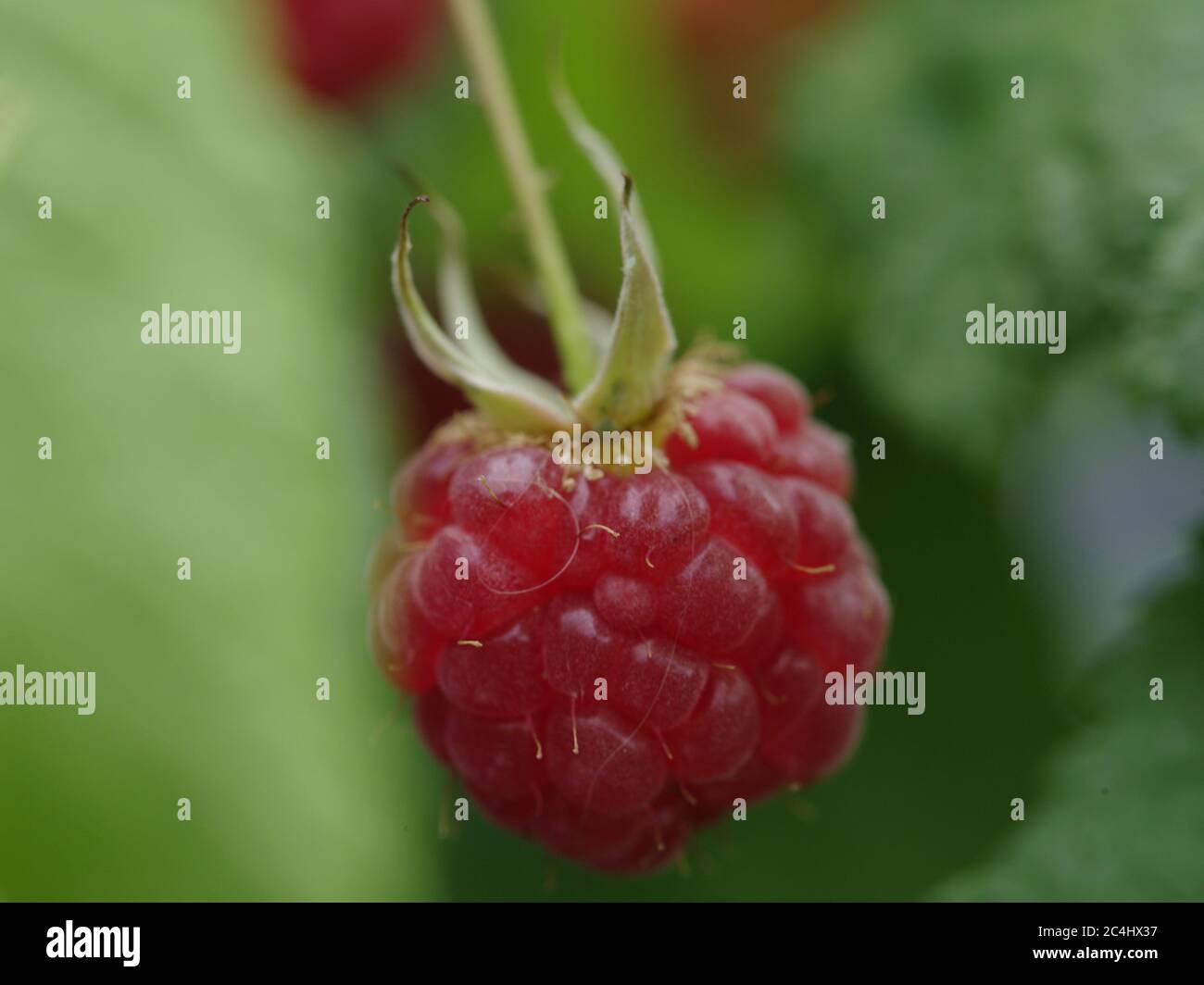 Raspberry fruit plant Stock Photo - Alamy