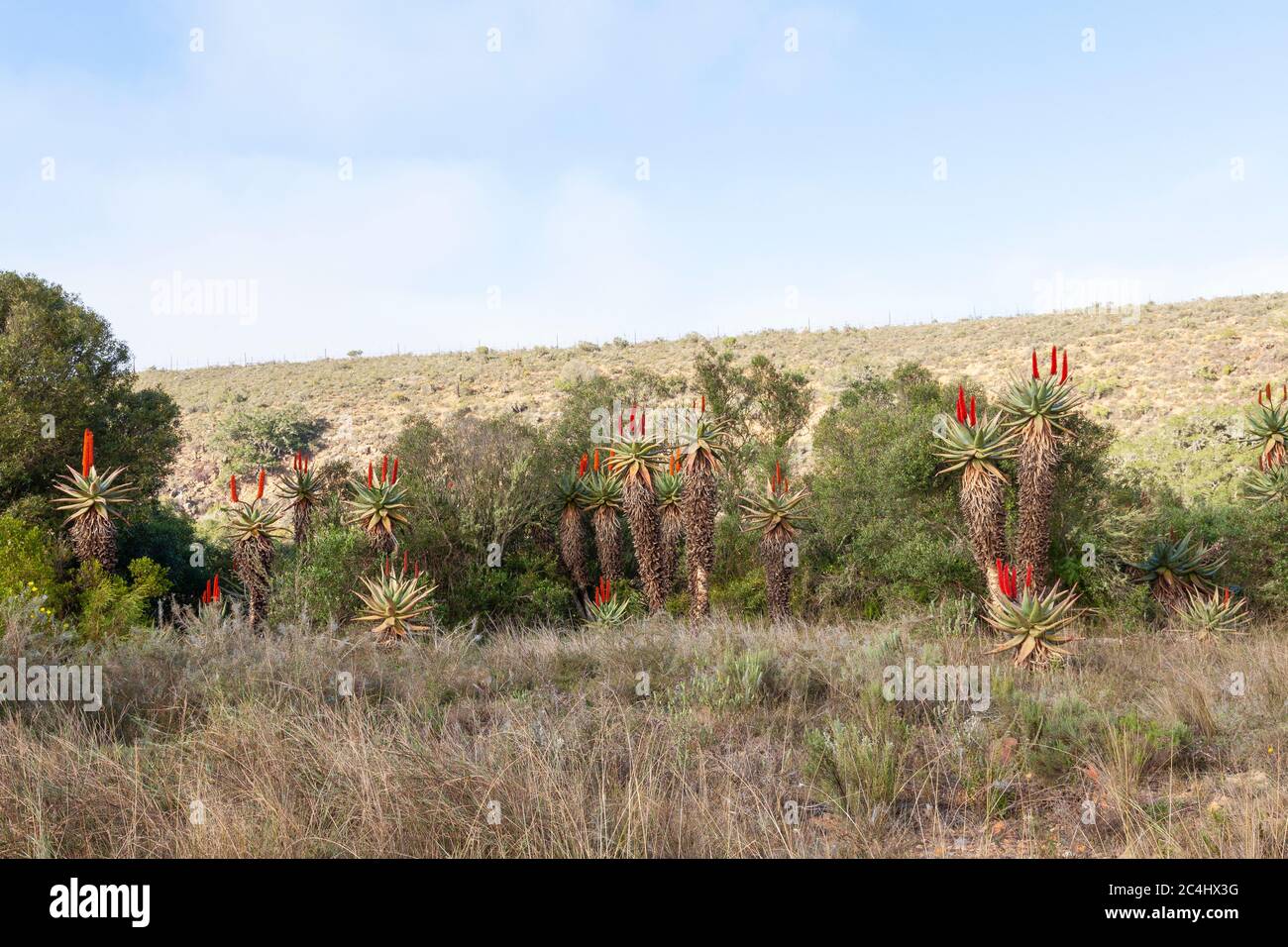 Aloe speciosa ((Tilt-head Aloe) landscape at dawn in Bontebok National ...