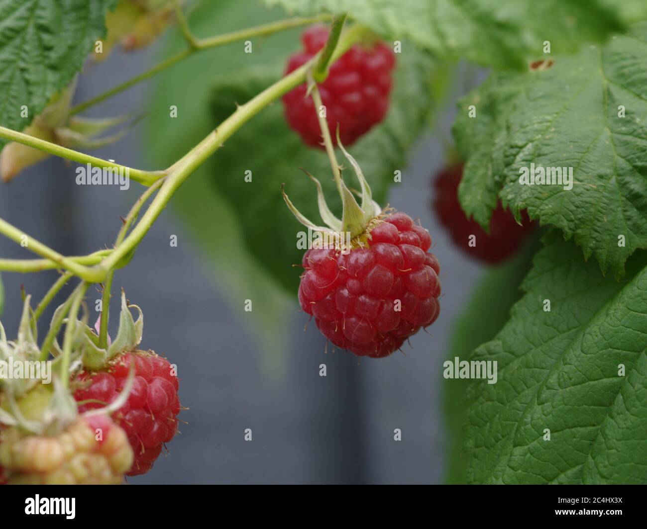 Raspberry fruit plant Stock Photo - Alamy