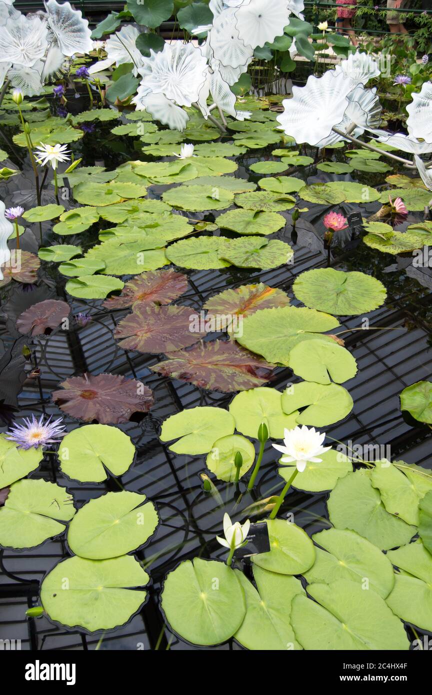 Lily pond royal botanic gardens hi-res stock photography and images - Alamy