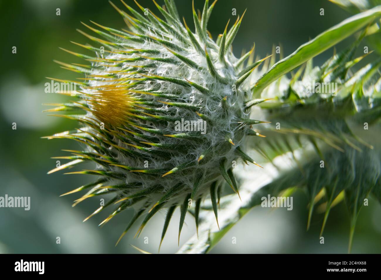 Closeup of thistle blossom and spikes Stock Photo - Alamy