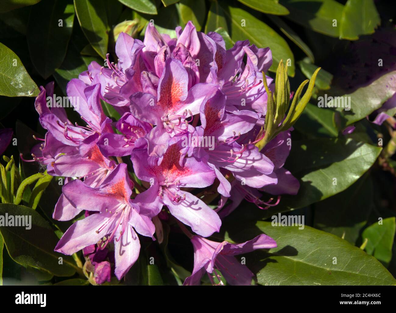 RHODODENDRON PONTICUM FLOWER; SPEEN GARDEN Stock Photo - Alamy