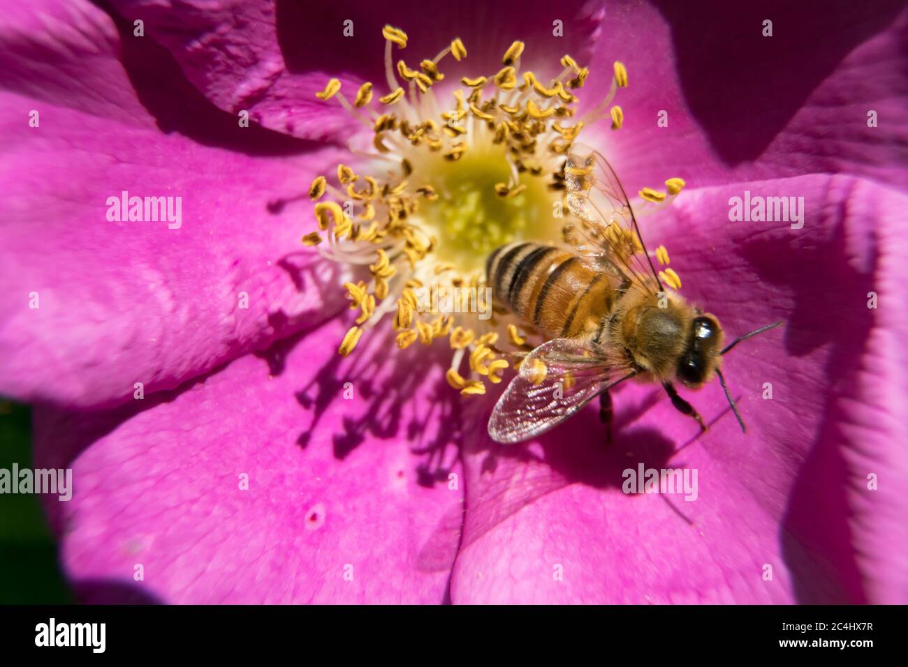 Summer rose flower bee hi-res stock photography and images - Alamy