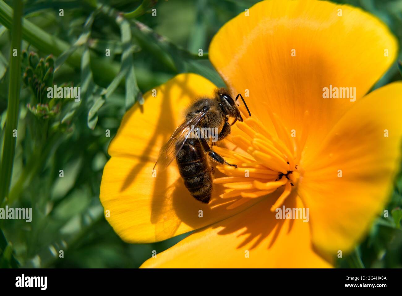 Golden color bee hi-res stock photography and images - Alamy