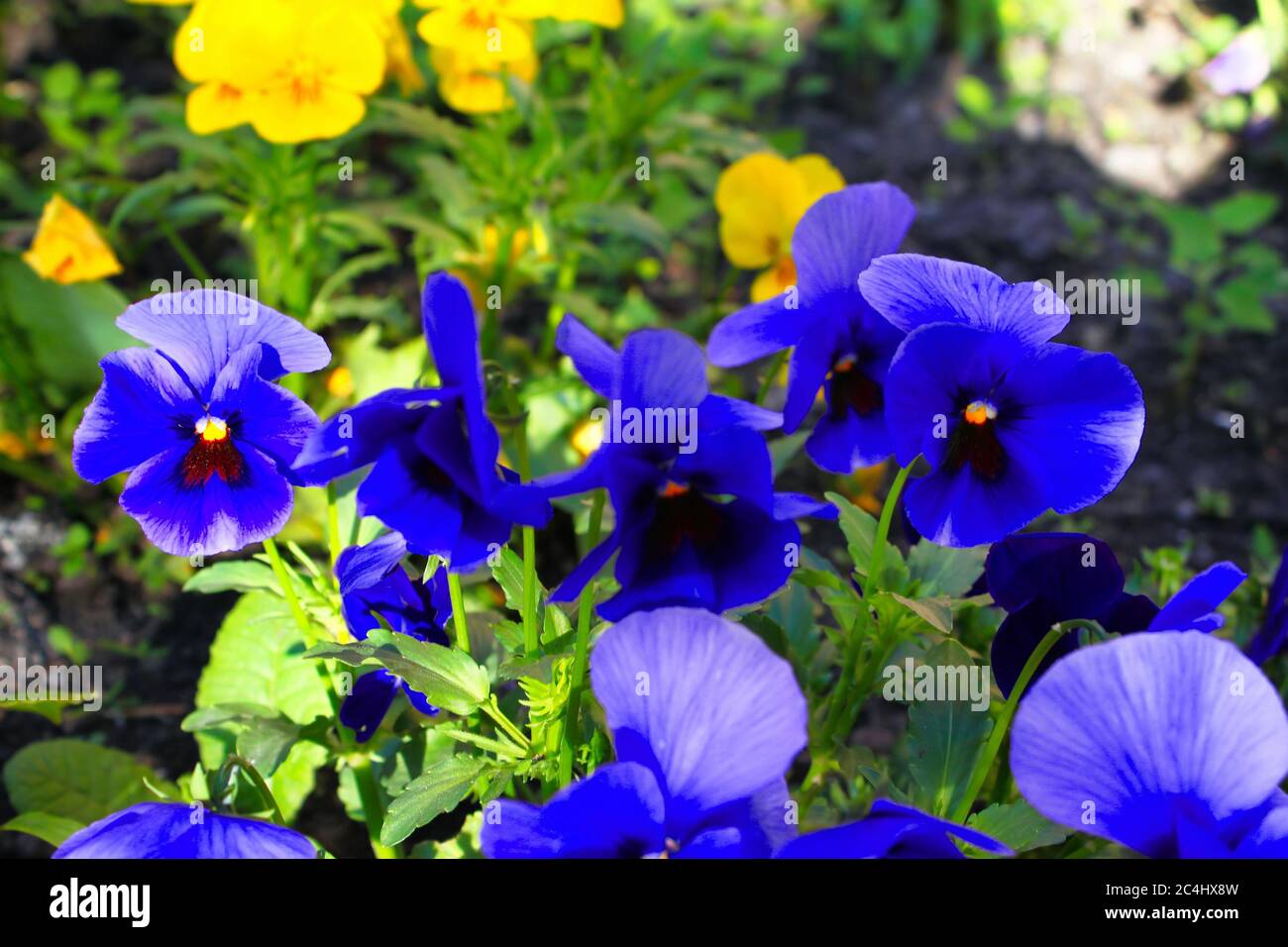 Blue And Yellow Pansies High Resolution Stock Photography and Images ...
