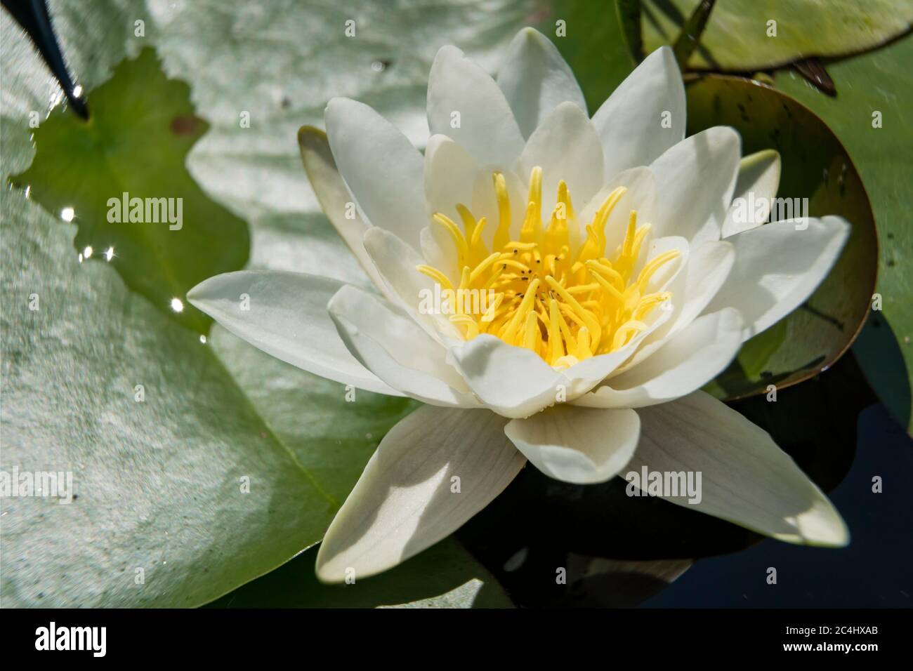 Small white water lily hi-res stock photography and images - Alamy