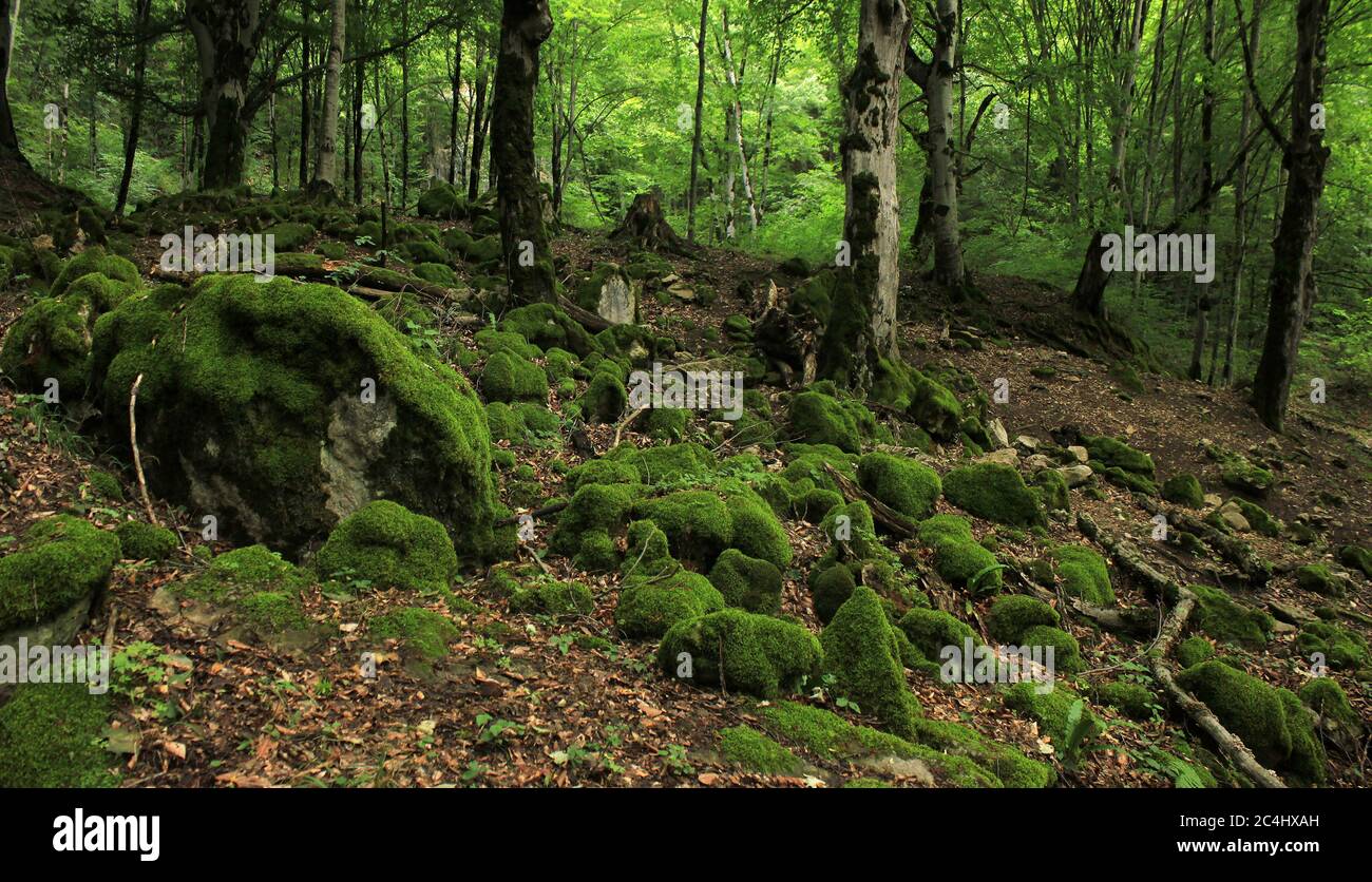 Azerbaijan. Very beautiful forest. Guba district Stock Photo - Alamy
