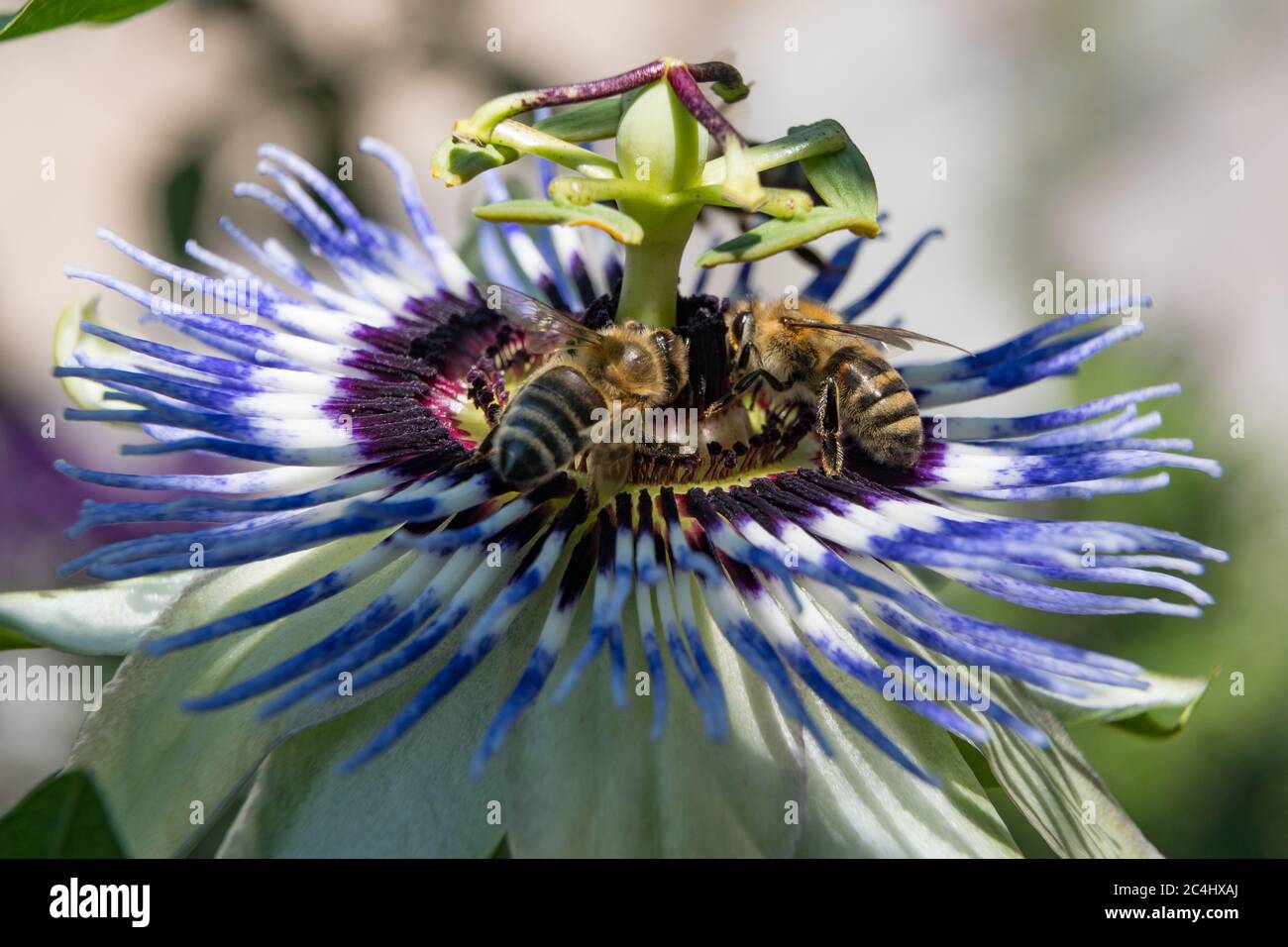 Passion flower bee hi-res stock photography and images - Alamy