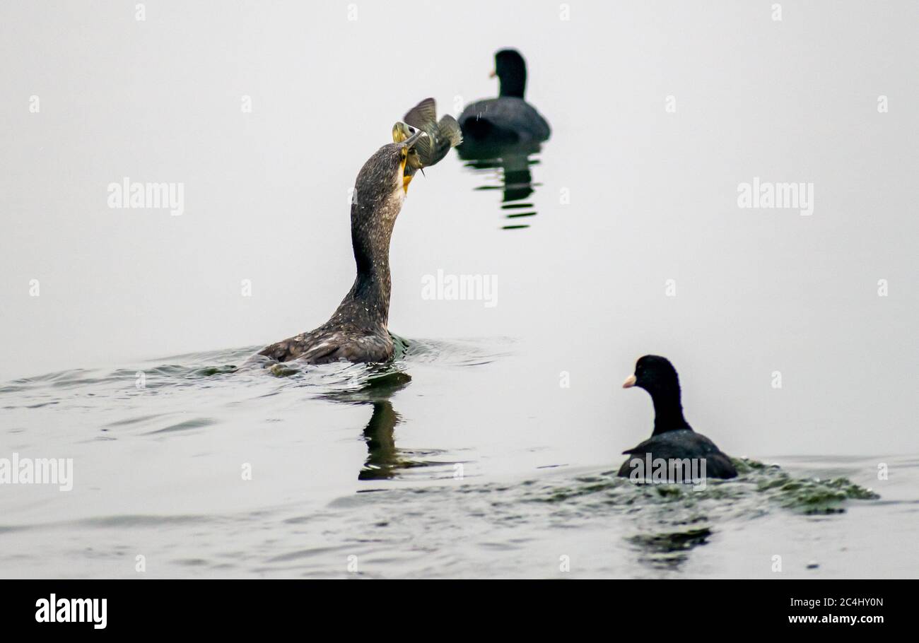 Flightless cormorants hunting fish in a lake, India Stock Photo - Alamy