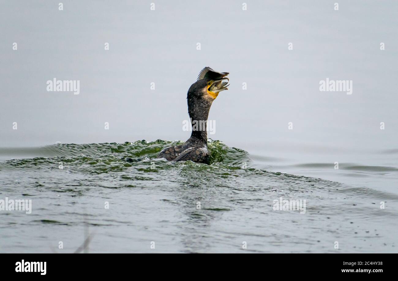 Flightless cormorants hunting fish in a lake, India Stock Photo - Alamy