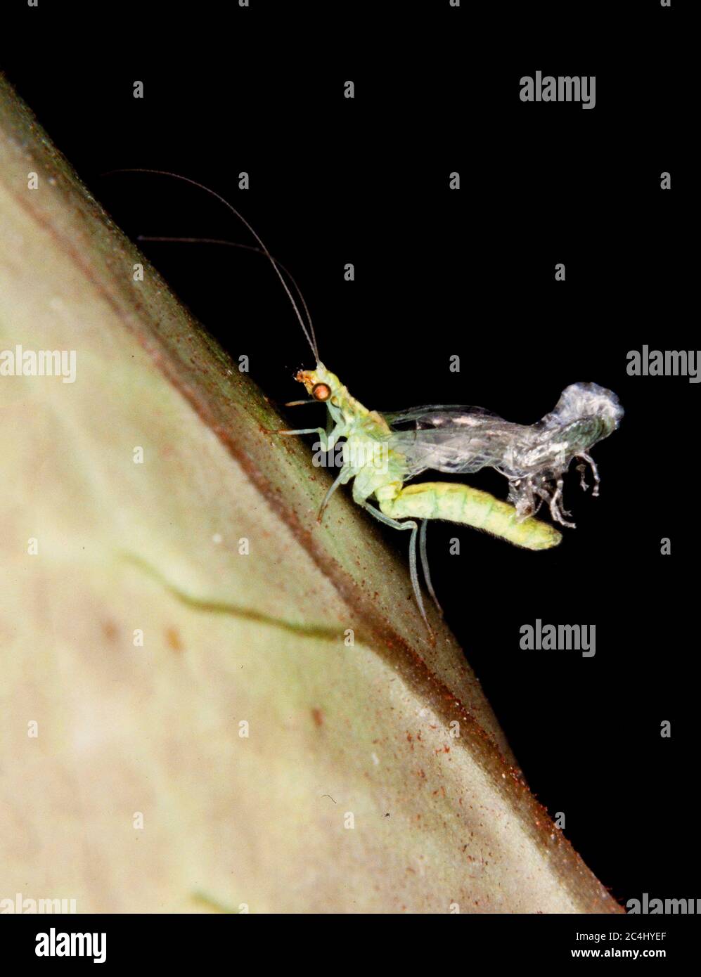 Chrysoperla rufilabris hi-res stock photography and images - Alamy