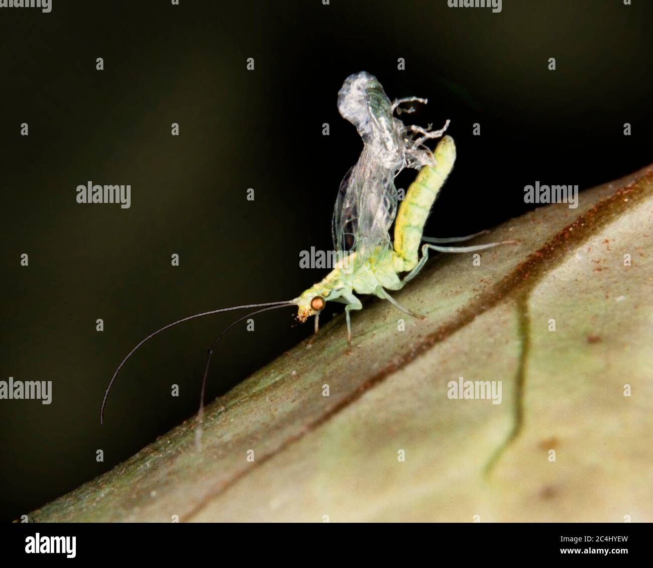 Lacewing just emerged from pupa cocoon, Chrysoperla rufilabris Stock ...