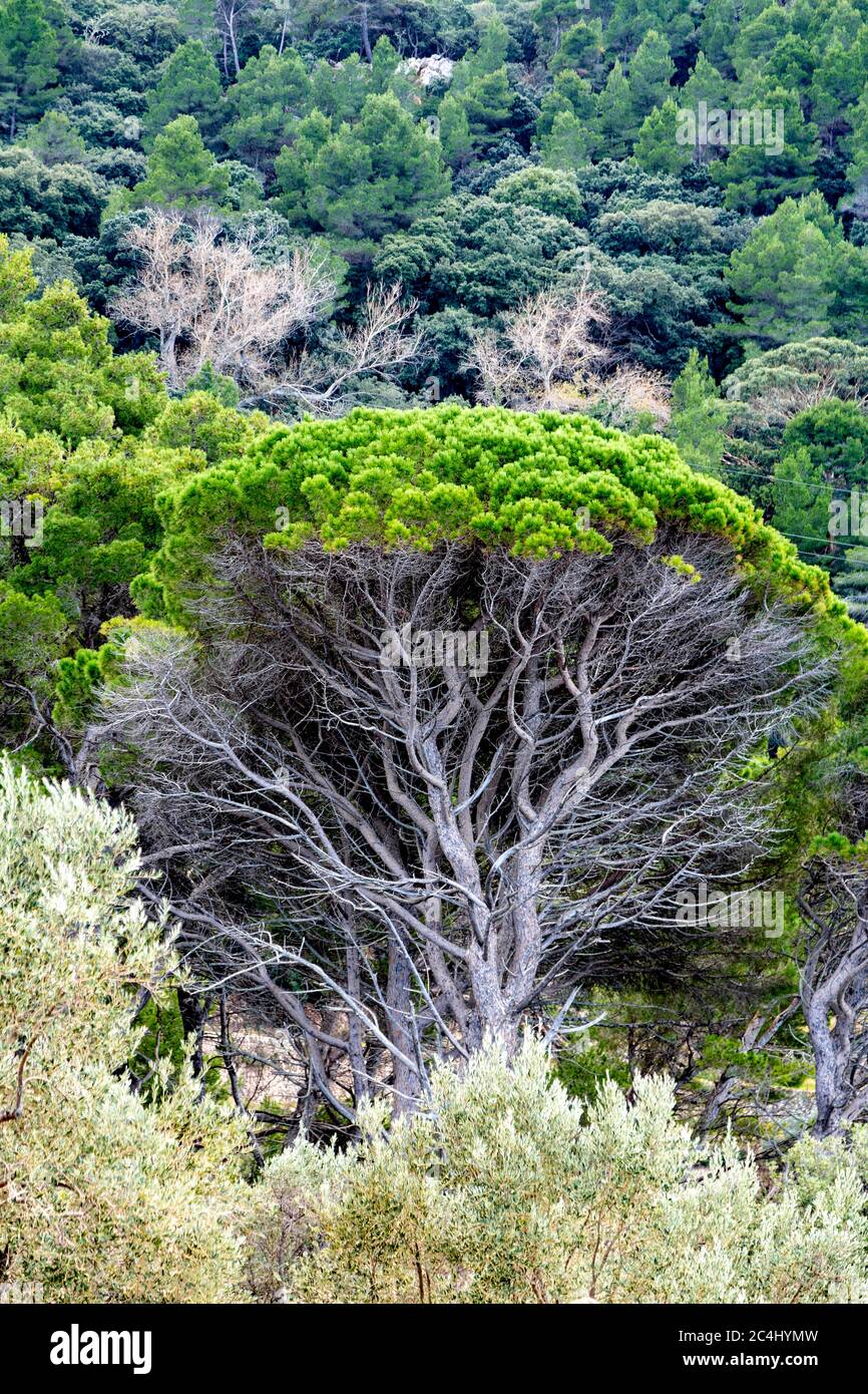 Unique tree in Mallorca, Spain Stock Photo - Alamy