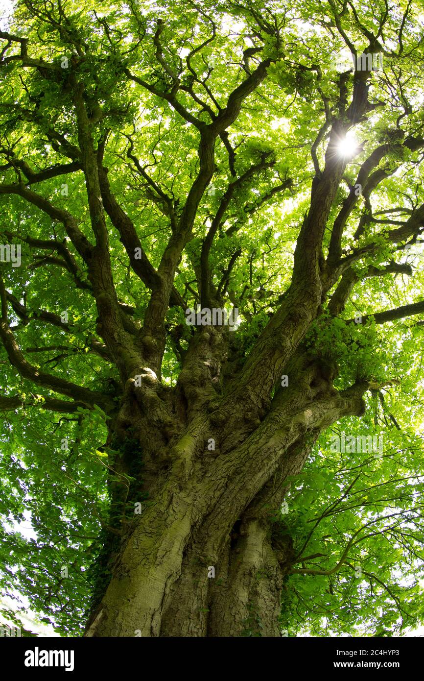 A large Horse Chestnut, or conker tree, Aesculus hippocastanum, growing ...