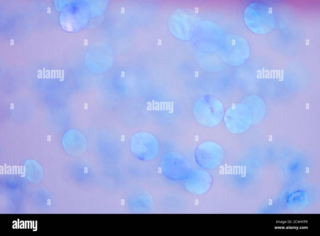 Marine snow underwater hi-res stock photography and images - Alamy