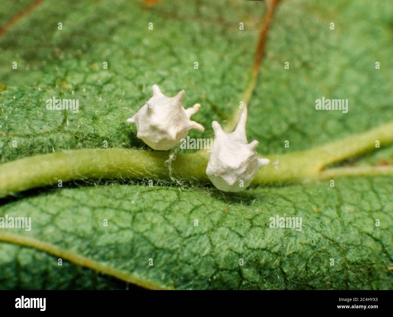 Sputnik spider egg cases, Paidiscura pallens Stock Photo - Alamy