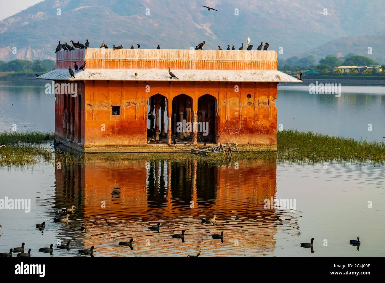 A flock of birds sitting on a pavilion in front of the Jal Mahal ...