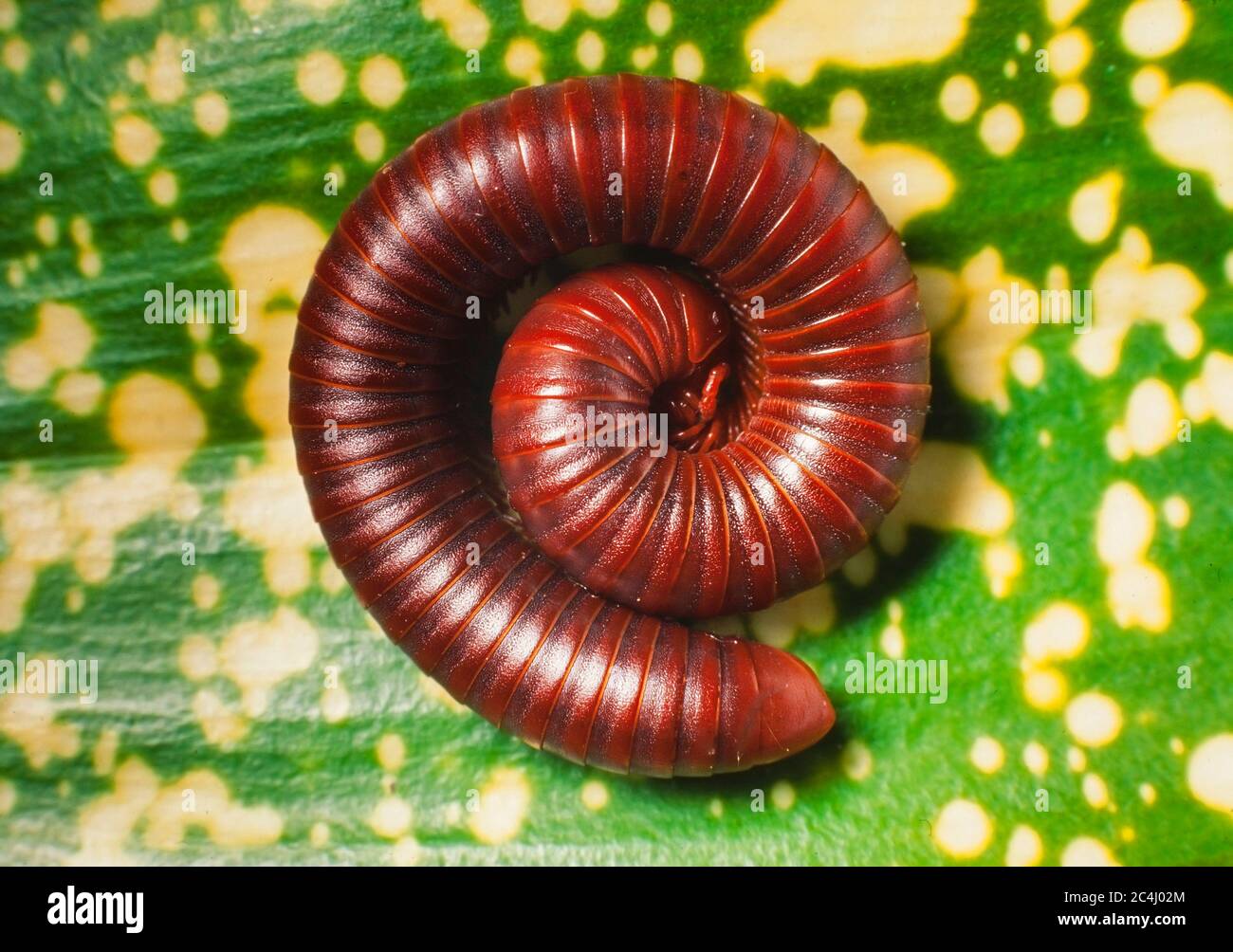 Millipede coiled, Malaysia Stock Photo - Alamy