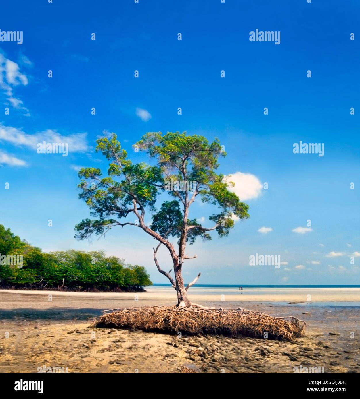 Mangrove tree, West coast Malaysia, Port Dickson, Rhizophora sp Stock ...