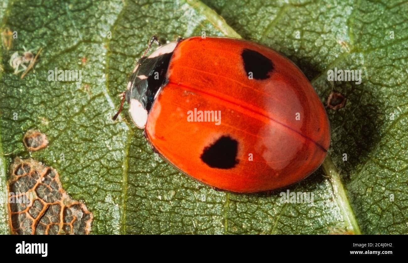 Adalia bipunctata, commonly known as the two-spot ladybird Stock Photo ...