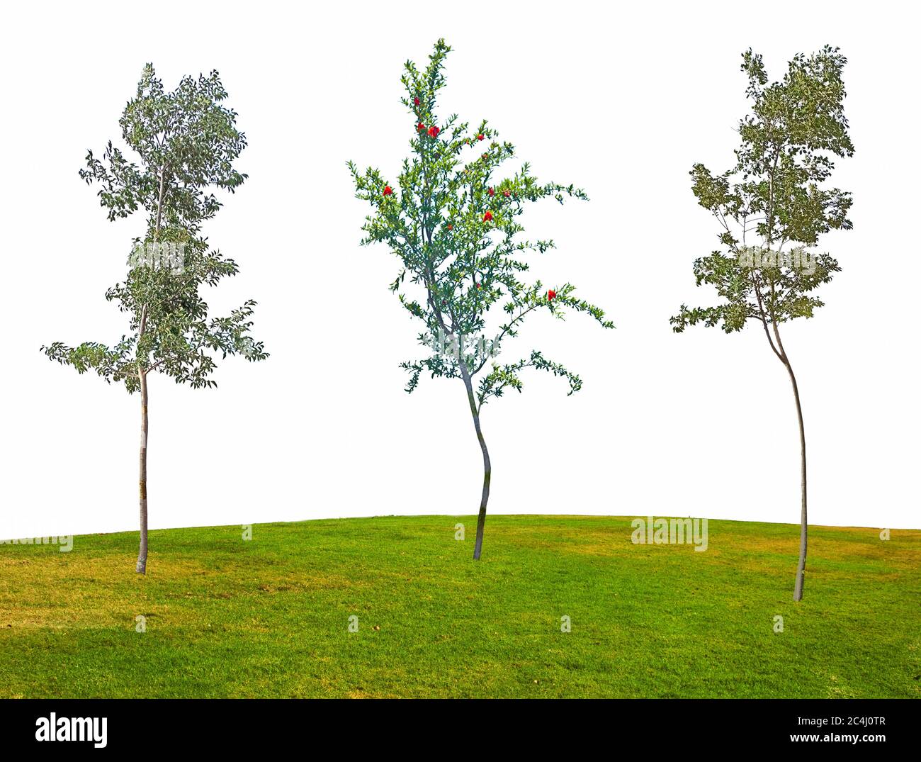 Three trees isolated on white background Stock Photo - Alamy