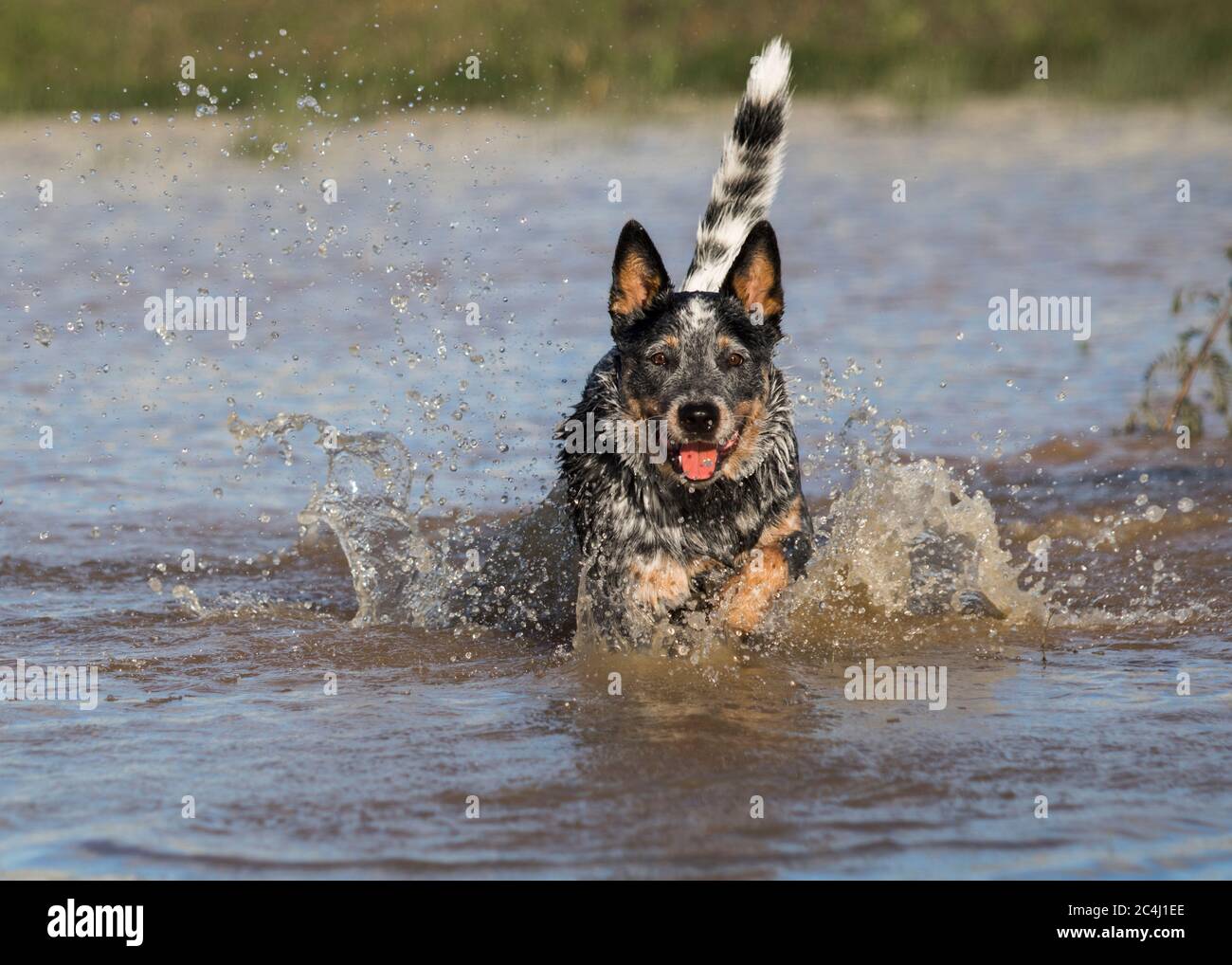Australian Cattle Dog (Blue Heeler) running in the water towards the ...